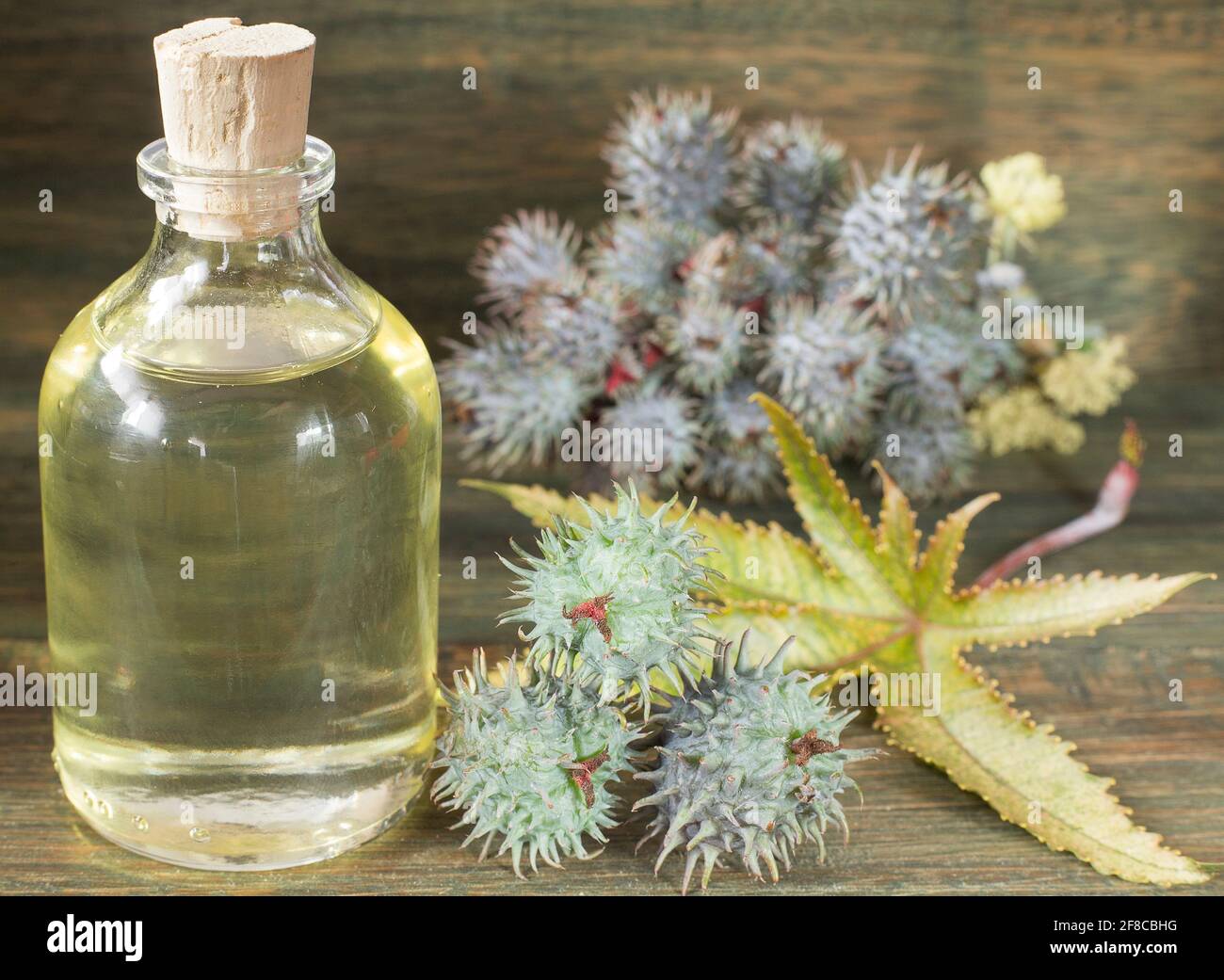 Higuereta hi-res stock photography and images - Alamy