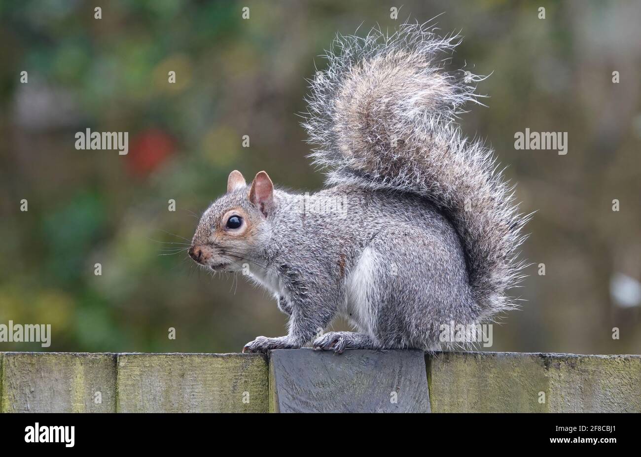 Closeup shot of an eastern gray squirrel Stock Photo - Alamy