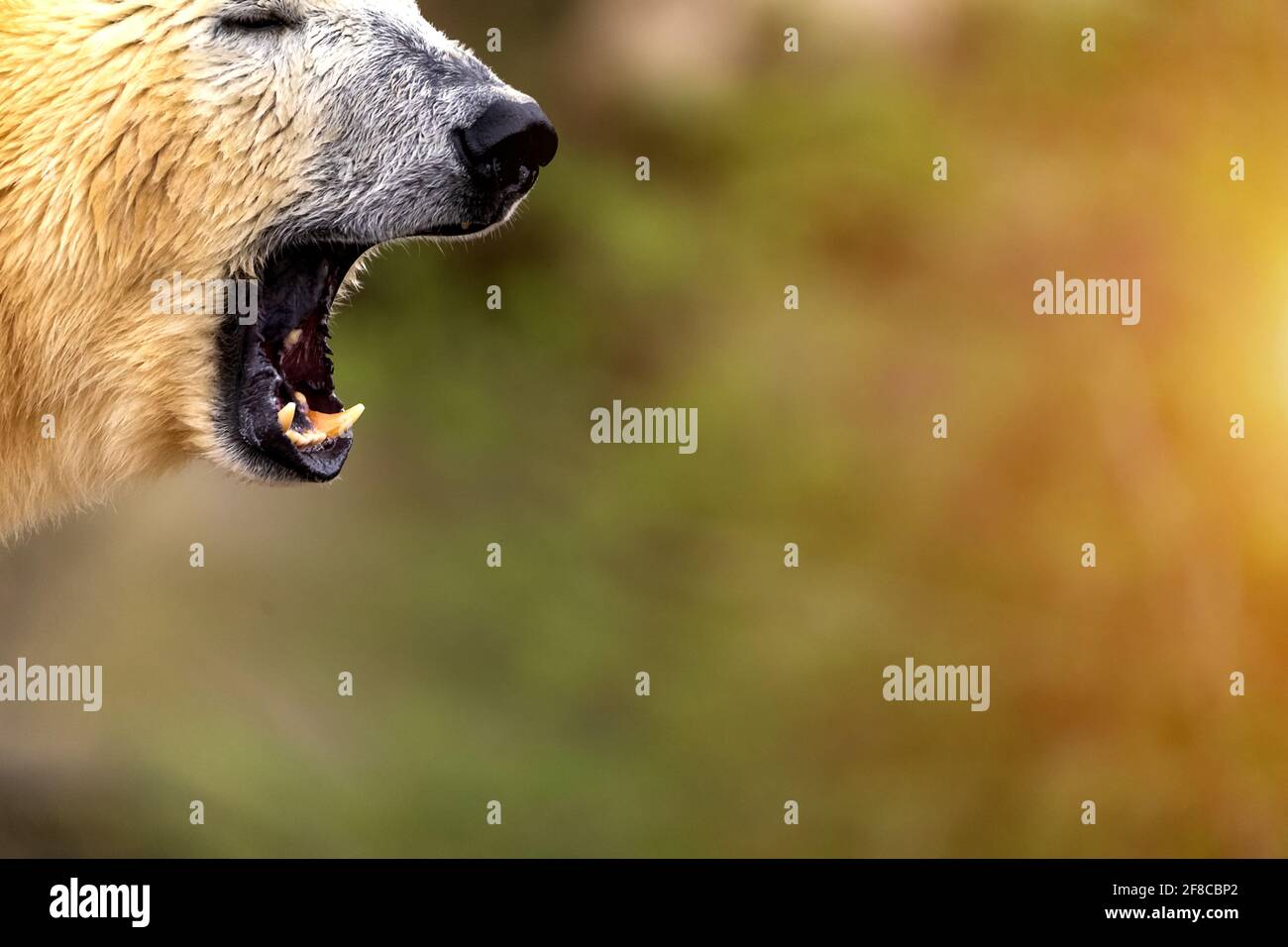 Polar Bear Open Mouth