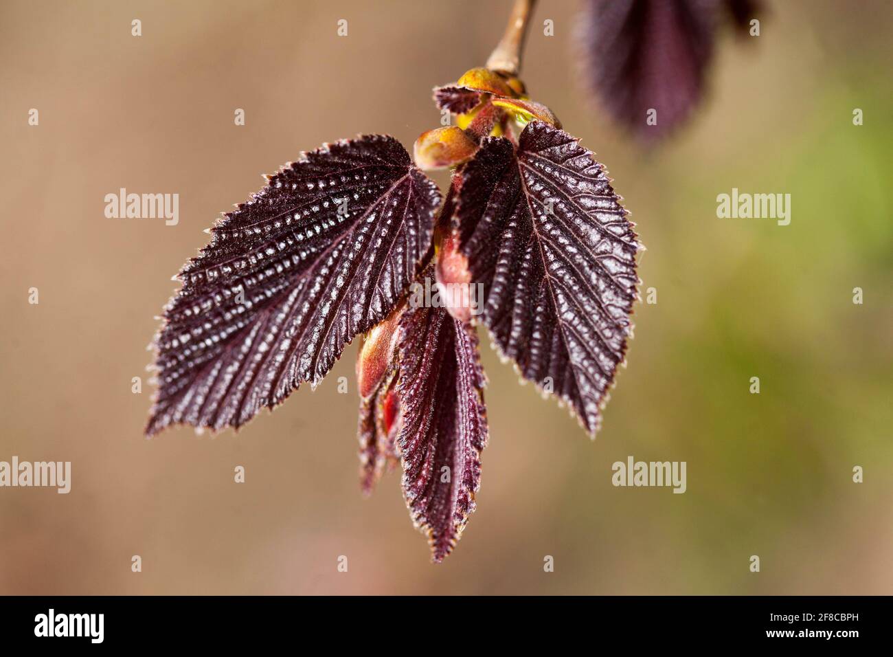 Hazel plants hi-res stock photography and images - Alamy