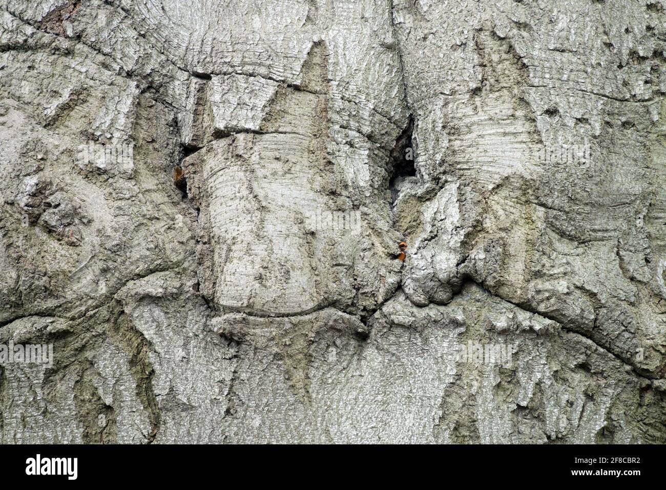 Beech tree bark hi-res stock photography and images - Alamy