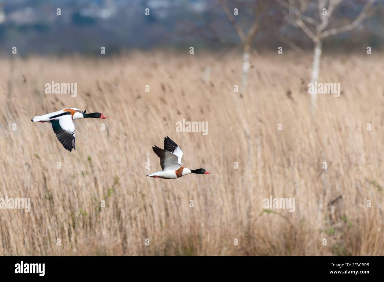 Common Shelducks (Tadorna tadorna) flying over salt marsh reed bed in ...