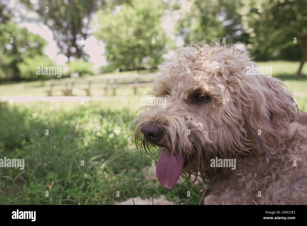 Puppies having fun hi-res stock photography and images - Alamy