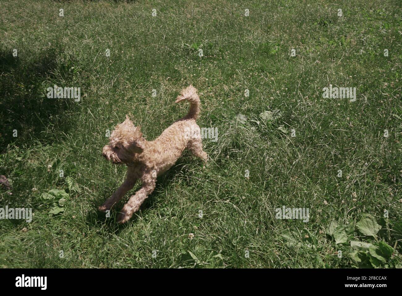 Dogs Having Fun in the Park Stock Photo - Alamy