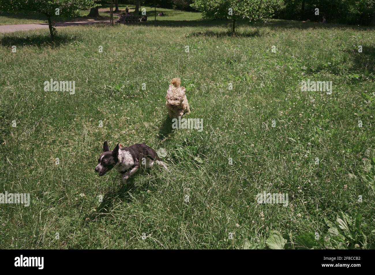 Dogs Having Fun in the Park Stock Photo - Alamy