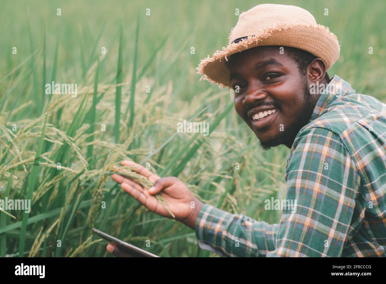 African farmer holding tablet for research in organic rice field ...