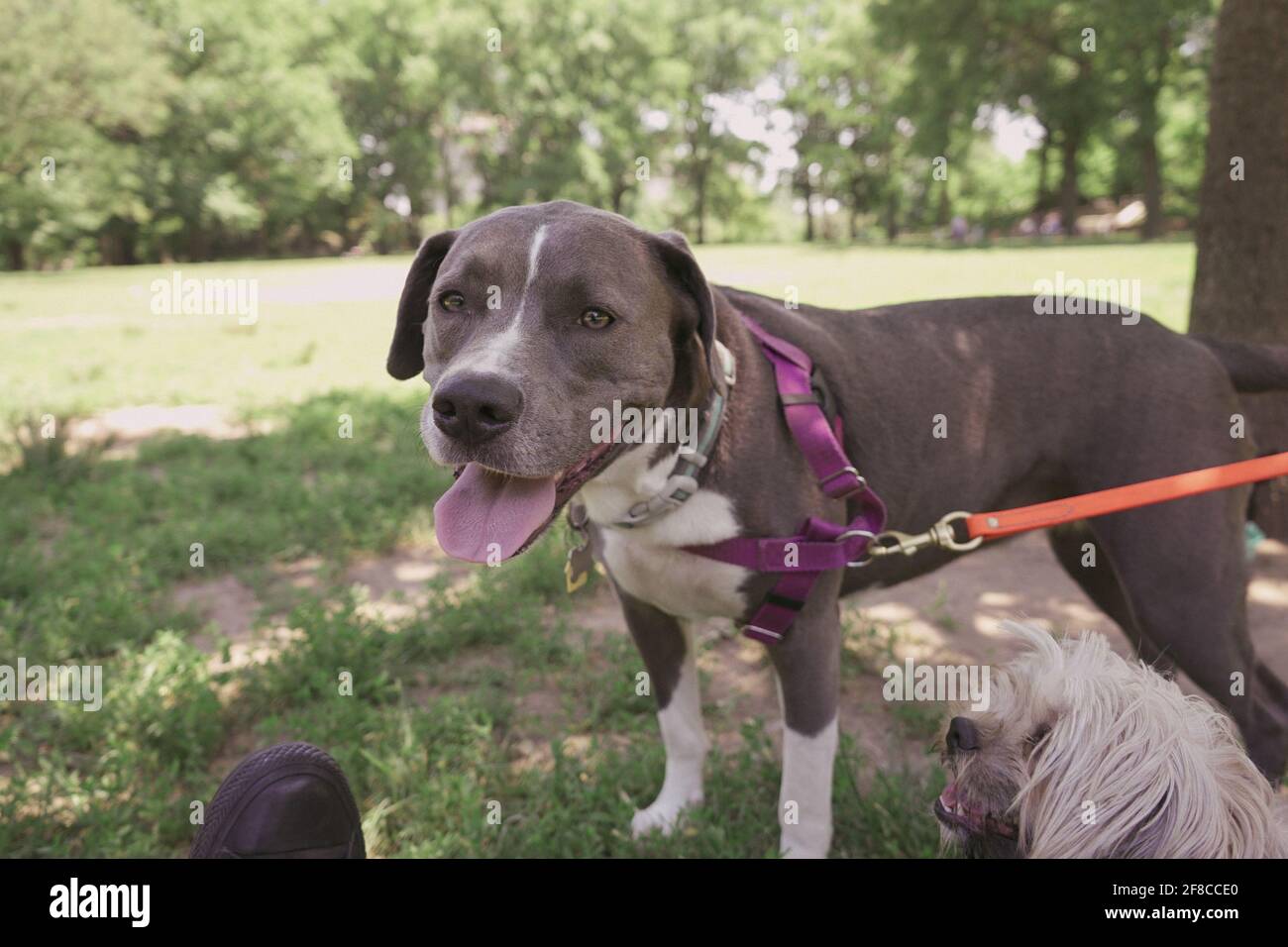 Dogs Having Fun in the Park Stock Photo - Alamy