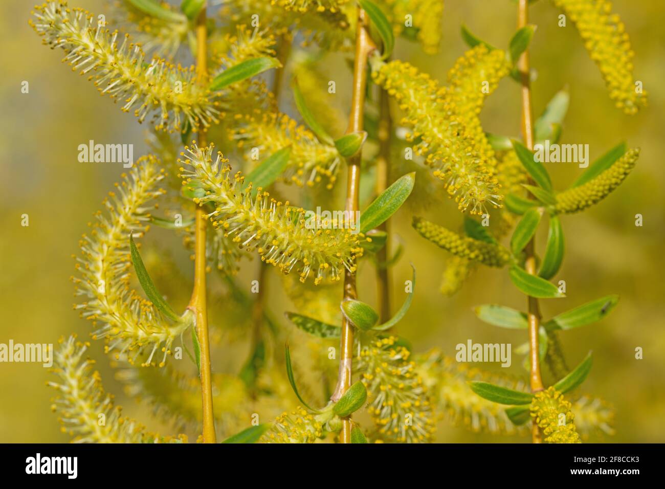 Male flowers of the weeping willow, Salix babylonica Stock Photo - Alamy
