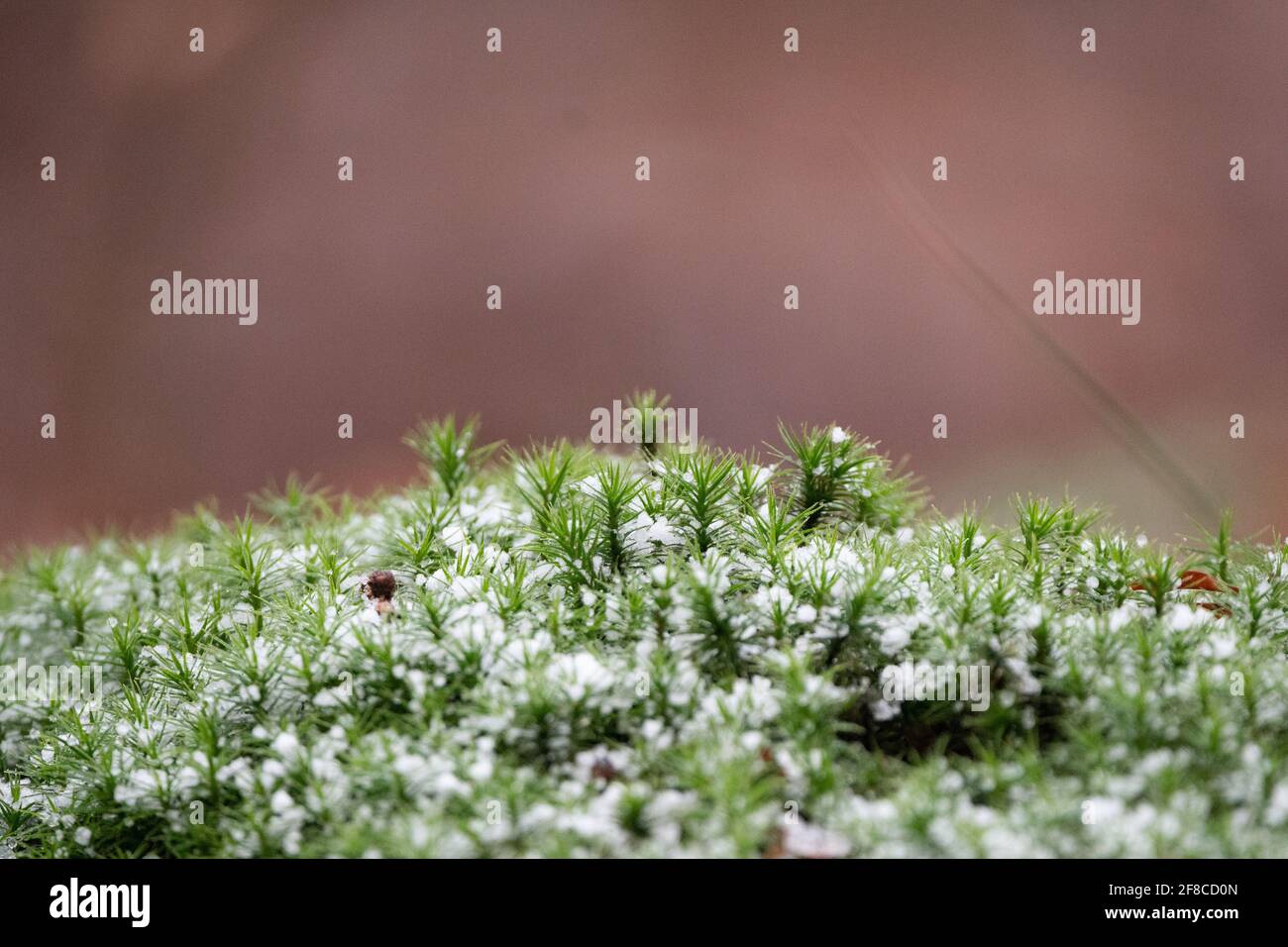 Water chickweeds hi-res stock photography and images - Alamy