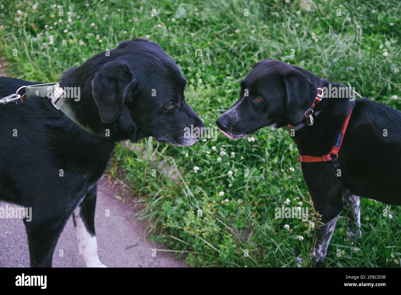 Dogs Having Fun in the Park Stock Photo - Alamy