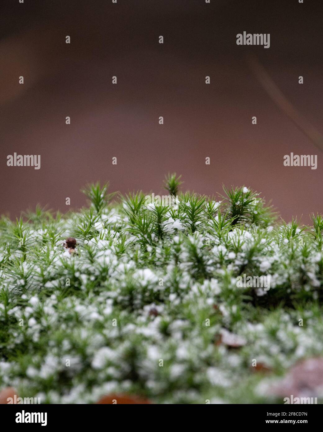 Water chickweeds hi-res stock photography and images - Alamy