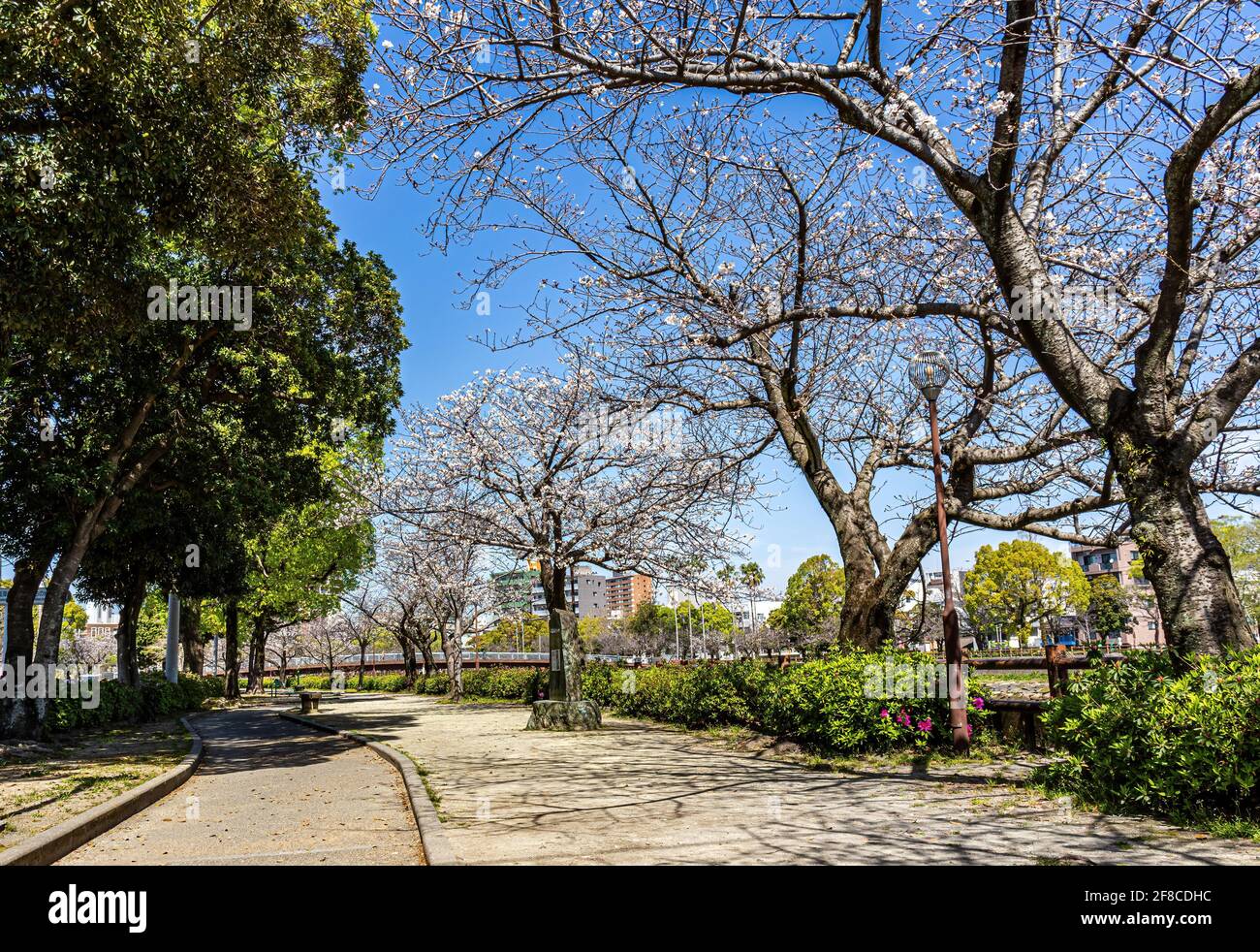 Path along a river in Kagoshima city, Japan, lined by sakura or cherry ...
