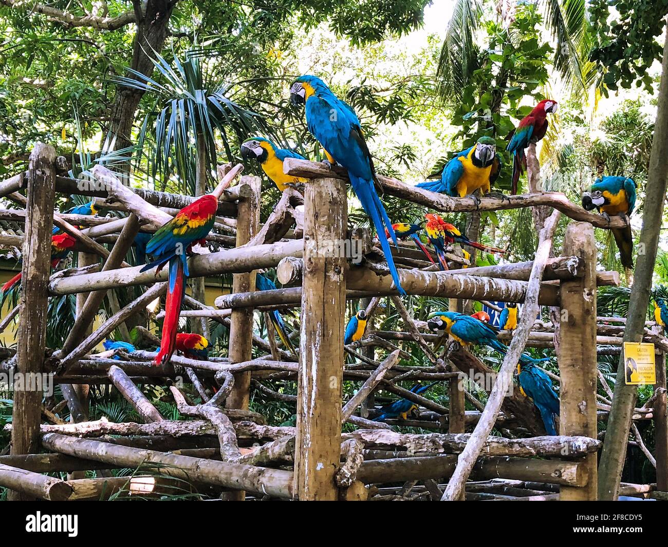 Flock of tropical parrots Stock Photo - Alamy