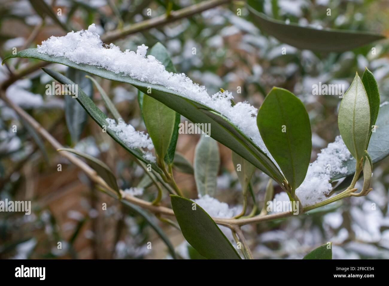 Olive tree in the snow hi-res stock photography and images - Alamy
