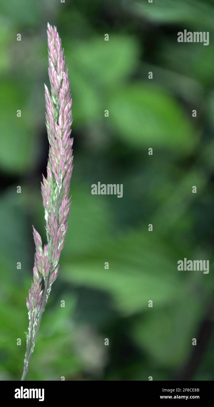 Closeup shot of a perennial ryegrass Stock Photo - Alamy