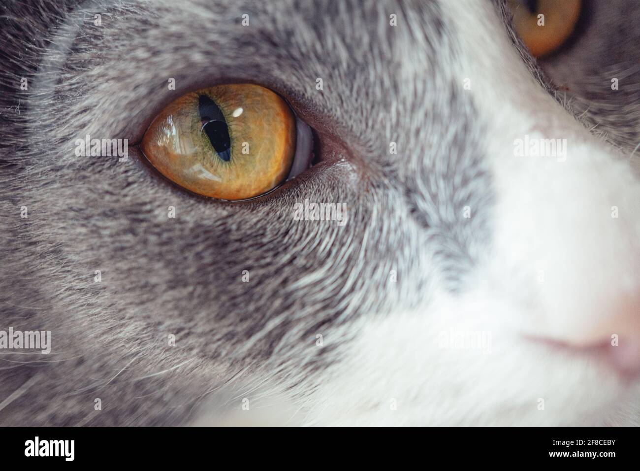 Yellow colored eyes hi-res stock photography and images - Alamy