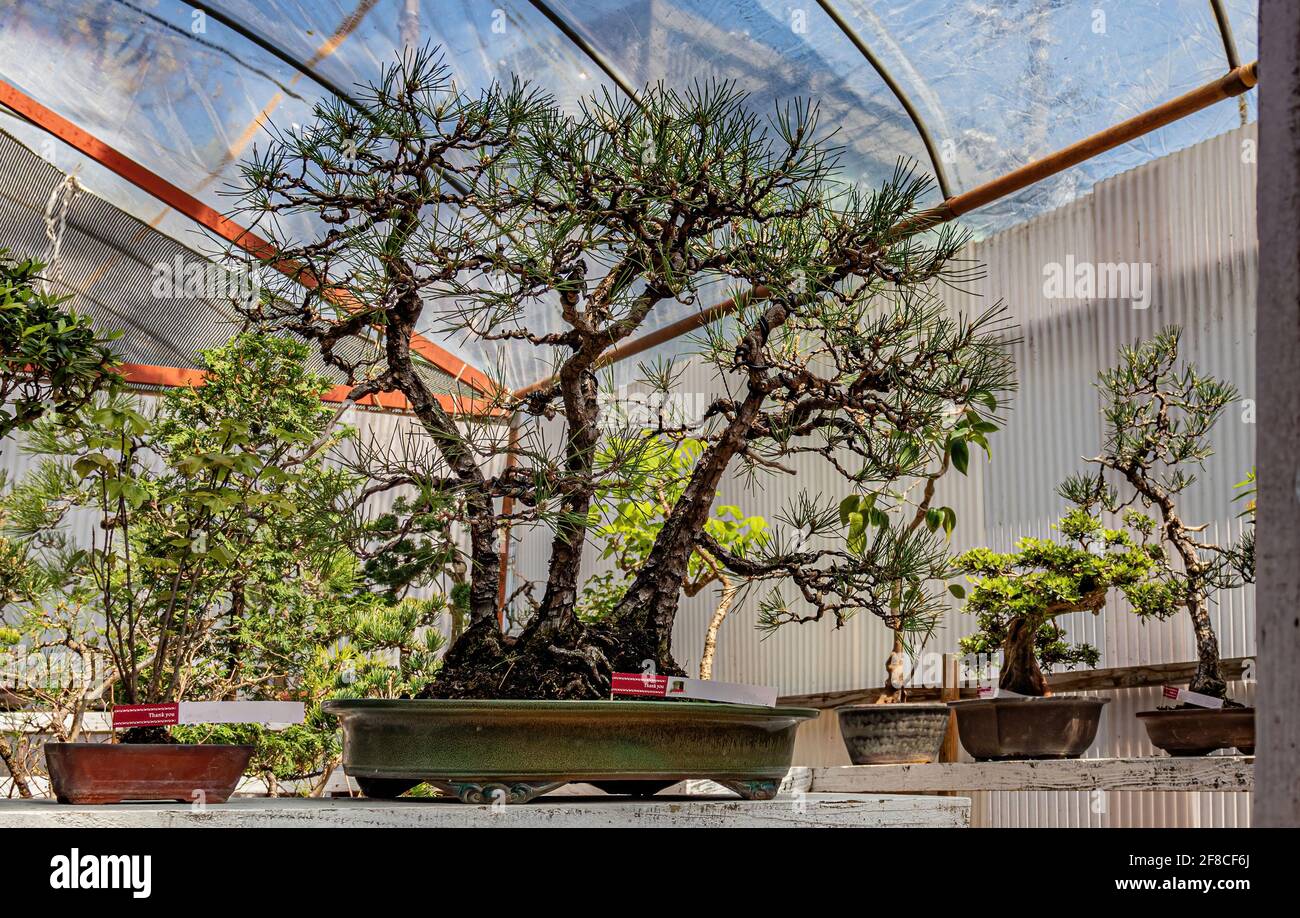 50 year old pine trees hi-res stock photography and images - Alamy