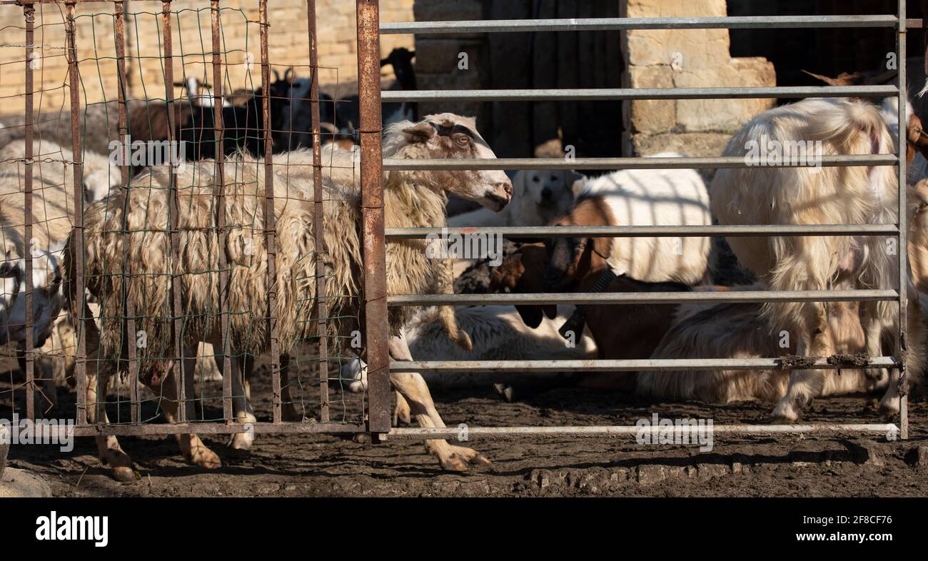 In the countryside in southern Europe, sheep and goats are in a stable ...