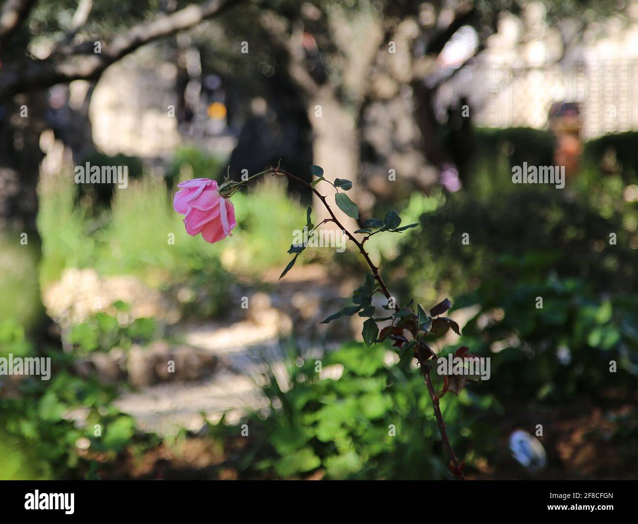 A Sad Rose in the Garden of Gethsemane in Jerusalem Stock Photo - Alamy