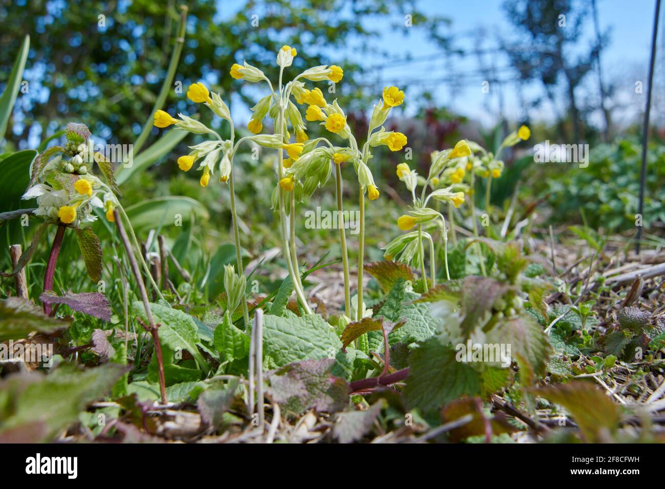 Cowslip's (Primula veris) growing wild in a woodland in the spring ...