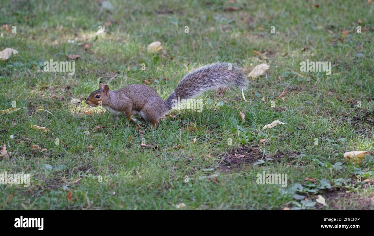 Squirrel on grass Stock Photo - Alamy