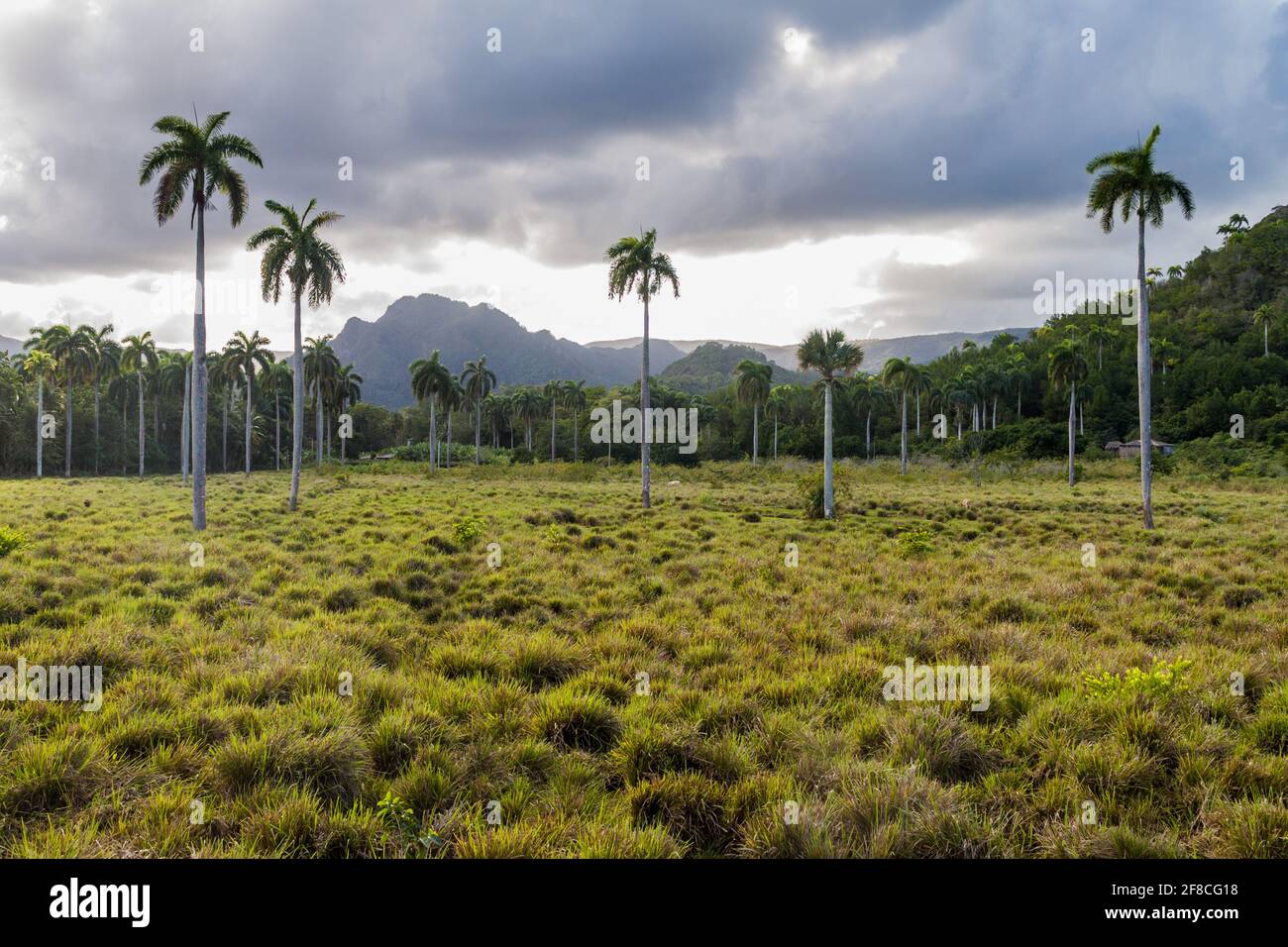 Cuba nature landscape hi-res stock photography and images - Alamy