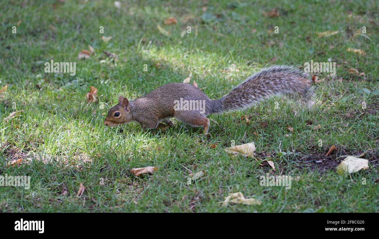 Squirrel on grass Stock Photo - Alamy