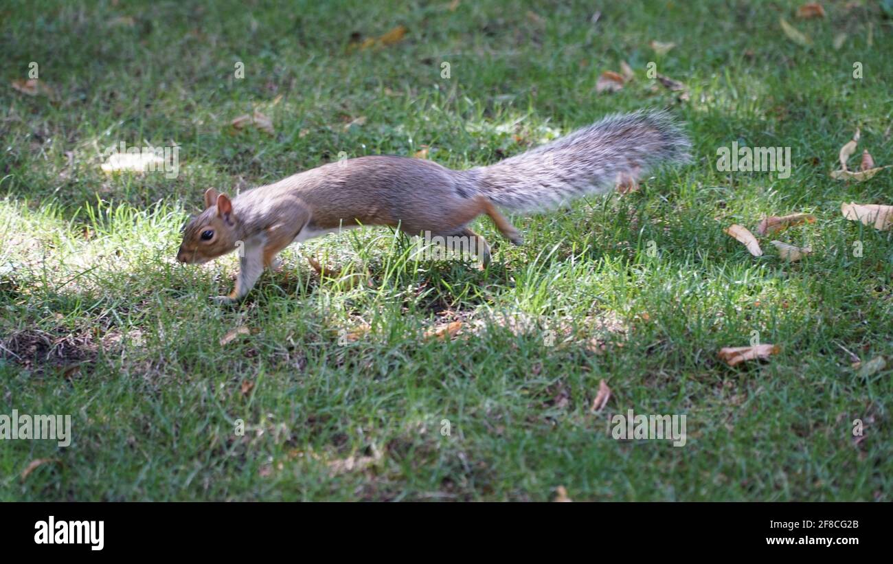 Squirrel on grass Stock Photo - Alamy