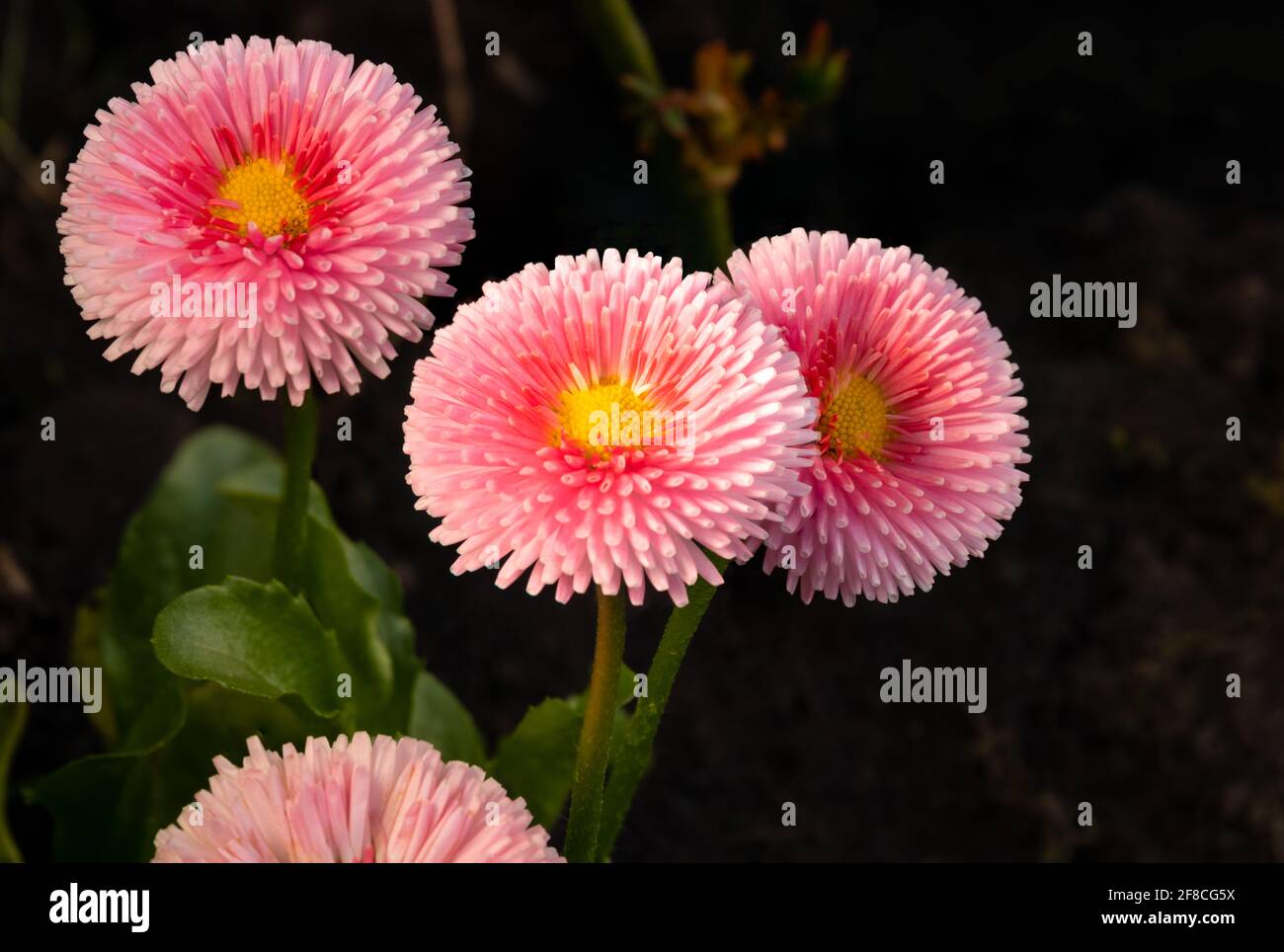 English daisy flower hi-res stock photography and images - Alamy
