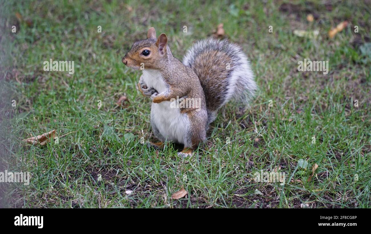 Squirrel on grass Stock Photo - Alamy