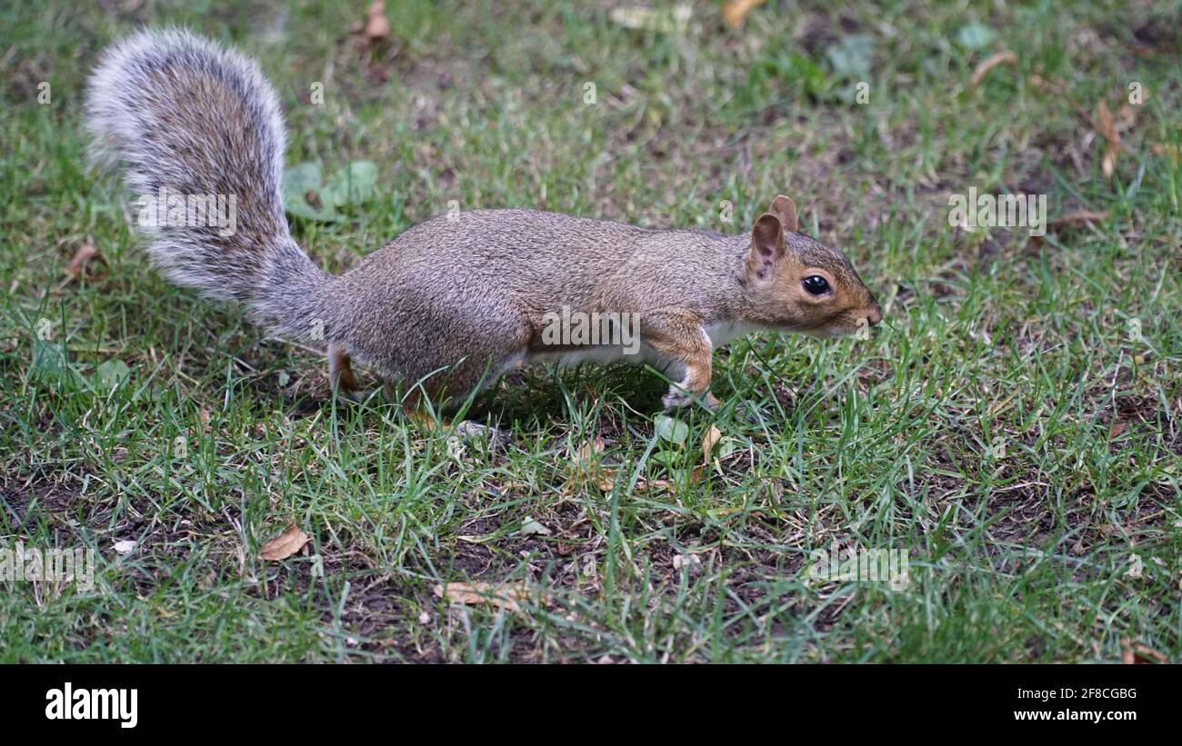 Squirrel on grass Stock Photo - Alamy