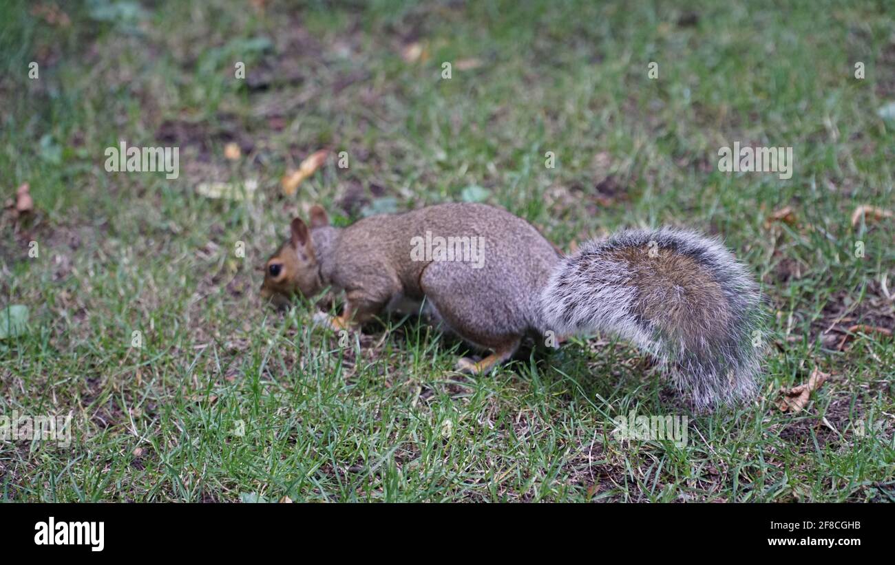Squirrel on grass Stock Photo - Alamy