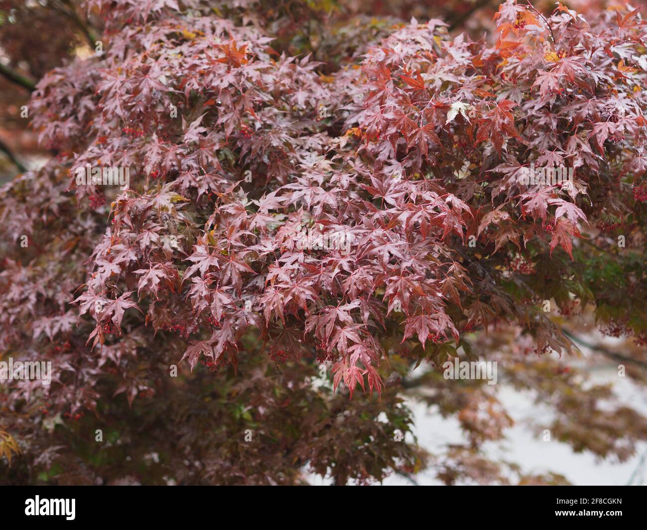 maple acer (scientific name Acer Rubrum) tree Stock Photo - Alamy