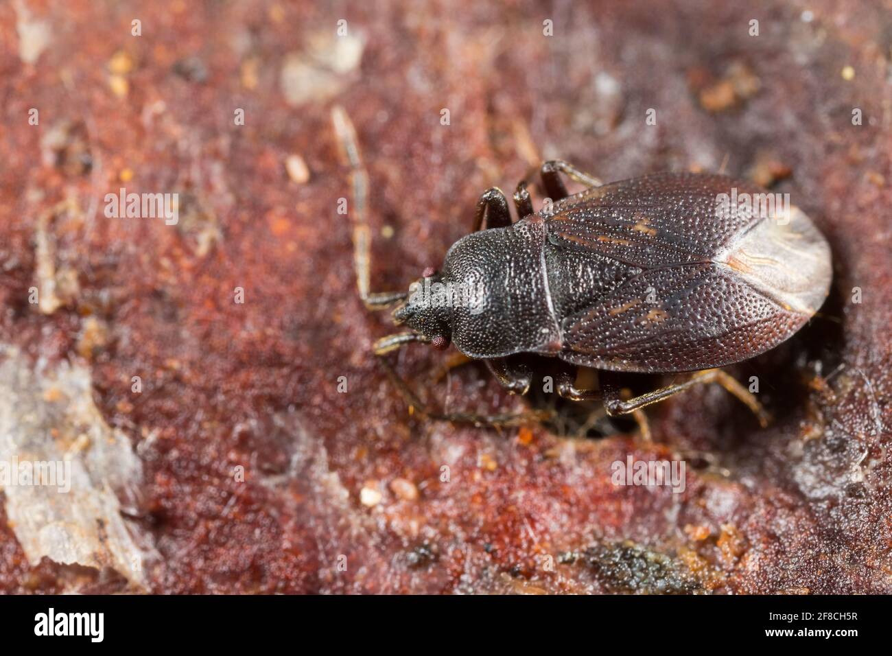Dirt colored hi-res stock photography and images - Alamy