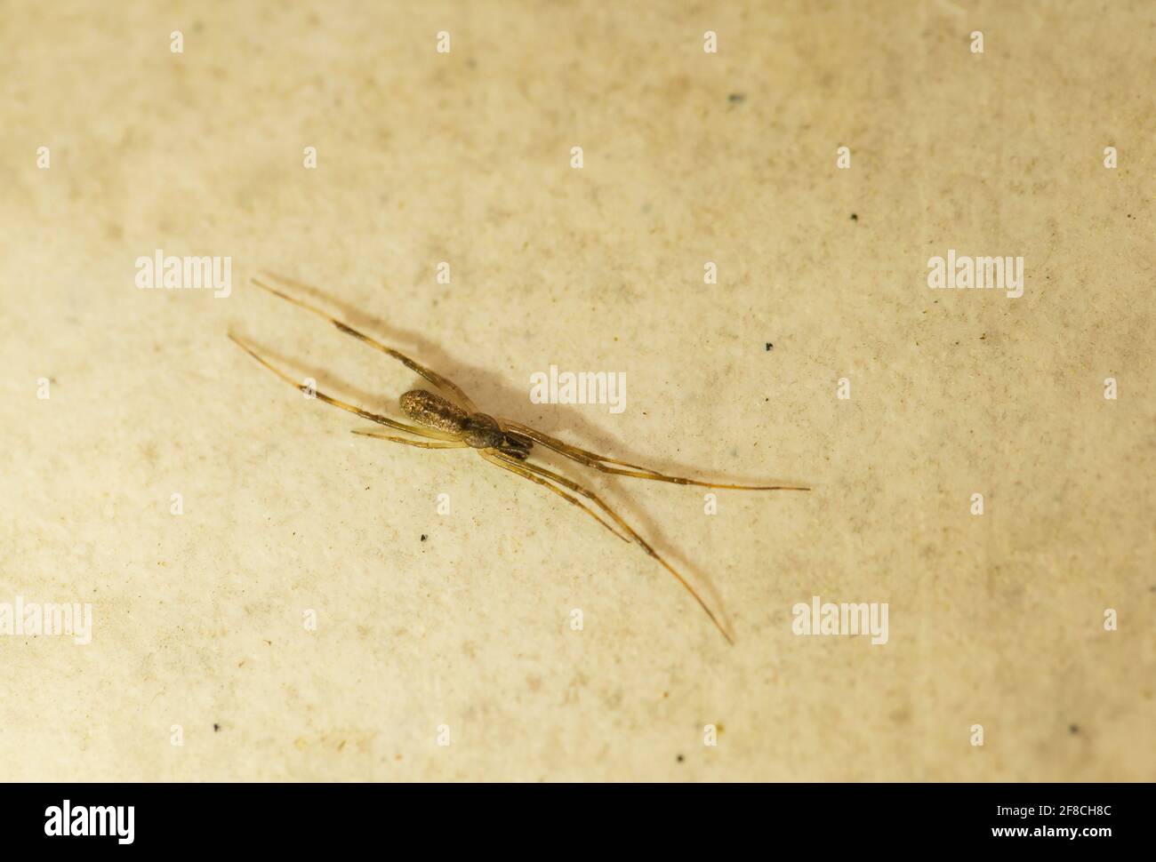 Comb-footed spider (Episinus angulatus Stock Photo - Alamy