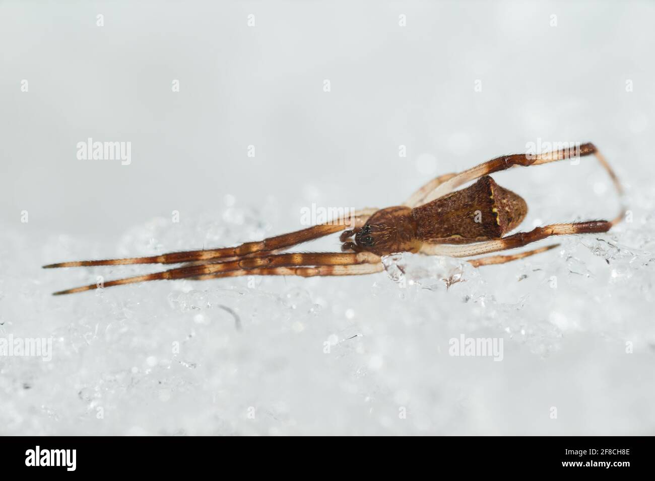 Comb-footed spider (Episinus angulatus Stock Photo - Alamy