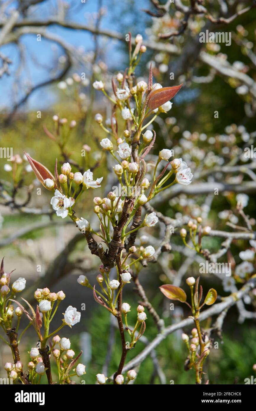Victoria plum tree growing in an english garden.(Prunus domestica ...