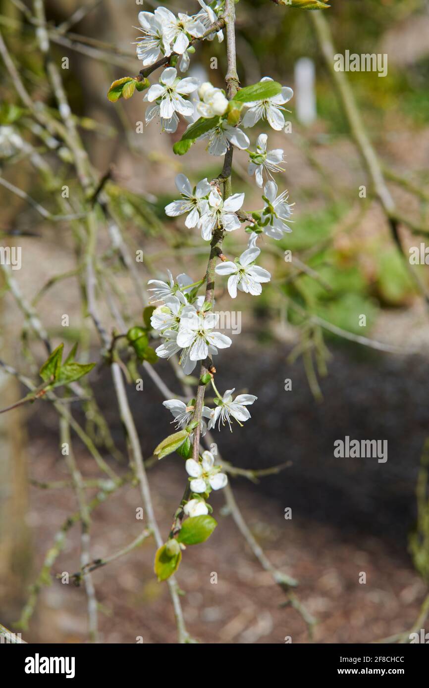 Victoria plum tree growing in an english garden.(Prunus domestica ...