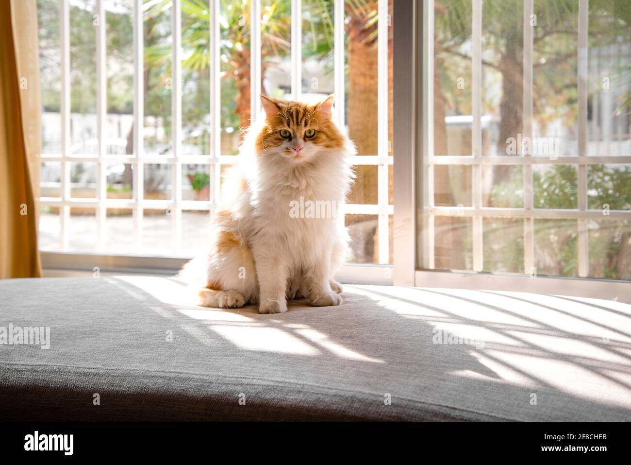 furry beautiful domestic cat Stock Photo - Alamy