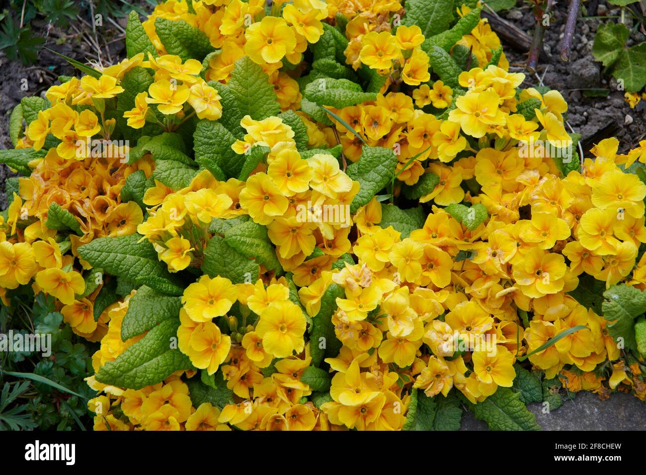 Common Primrose (Primula acaulis subsp. acualis Stock Photo - Alamy