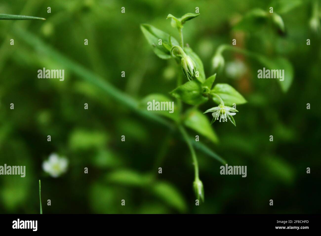 Common chickweed in woodland glen, Scotland Stock Photo - Alamy