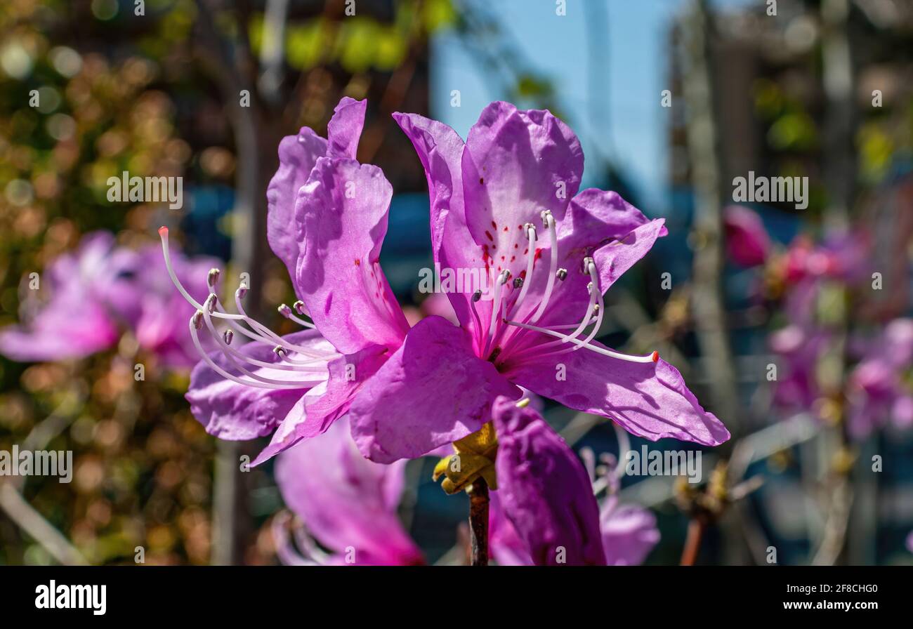 The purple petals of this beautiful Azalea flower and anthers are a ...