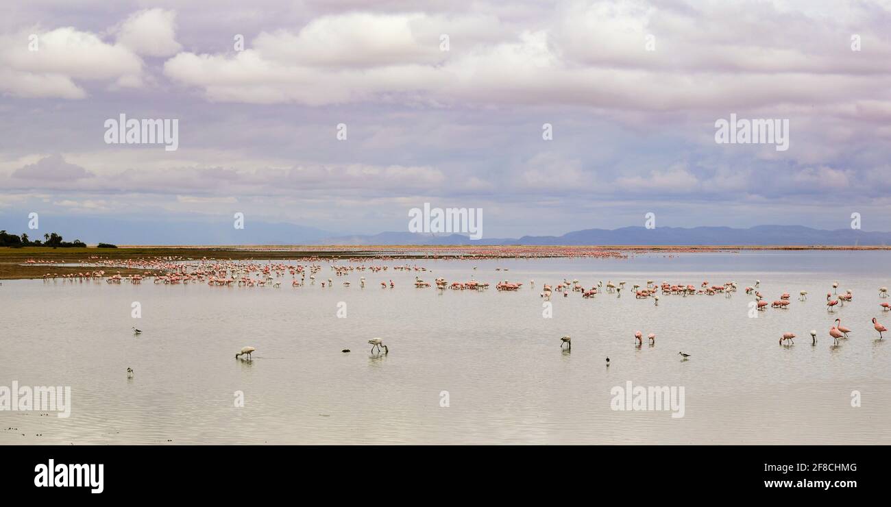 Oiseau flamant rose hi-res stock photography and images - Alamy