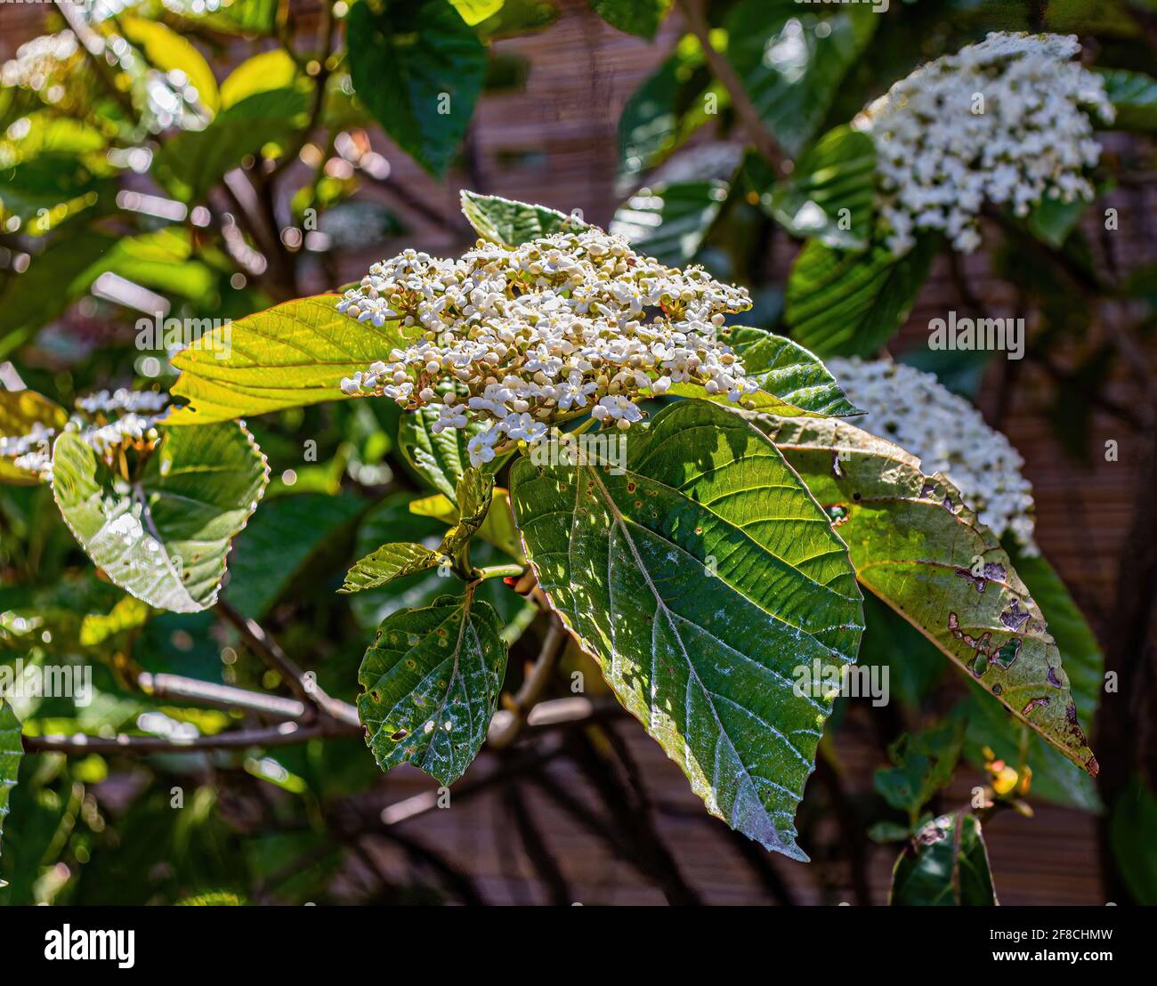 Pompous bed hi-res stock photography and images - Alamy