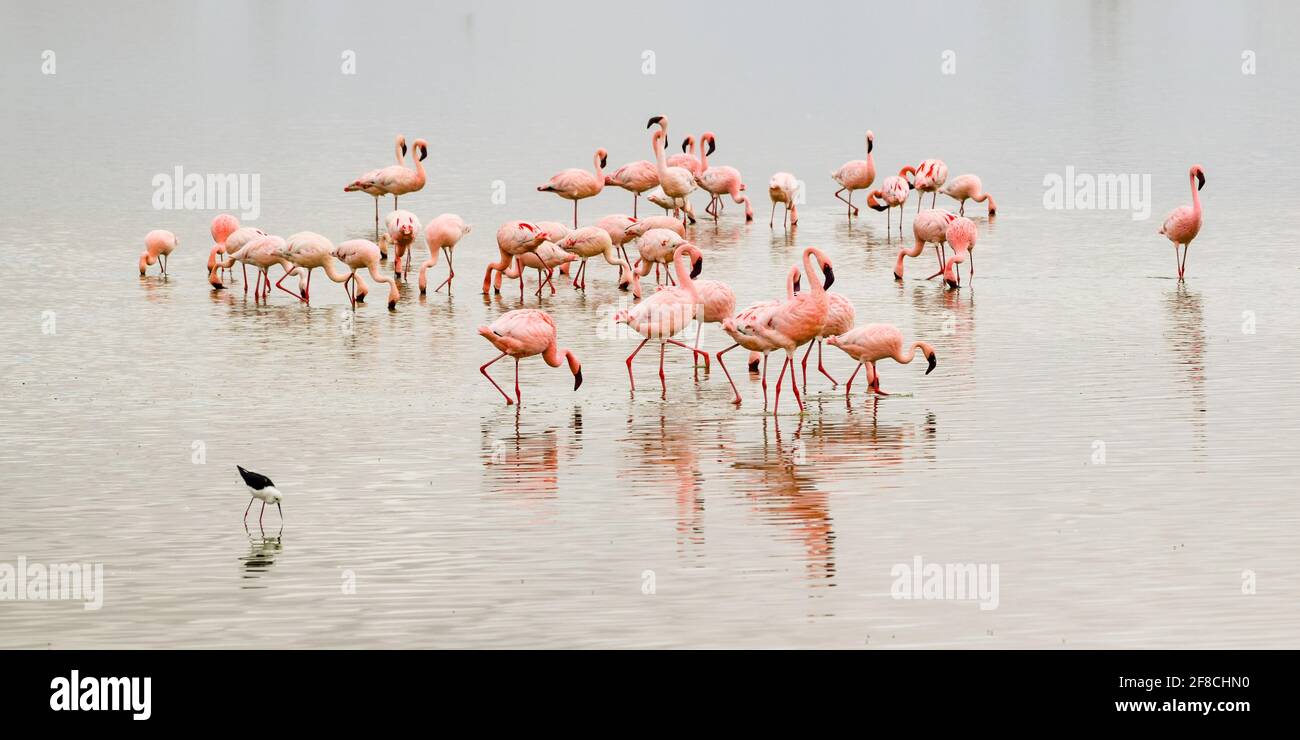 Oiseau flamant rose hi-res stock photography and images - Alamy