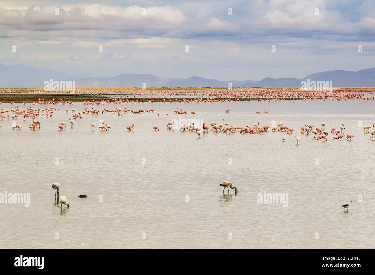 colony of Greater flamingo on a lake Stock Photo - Alamy