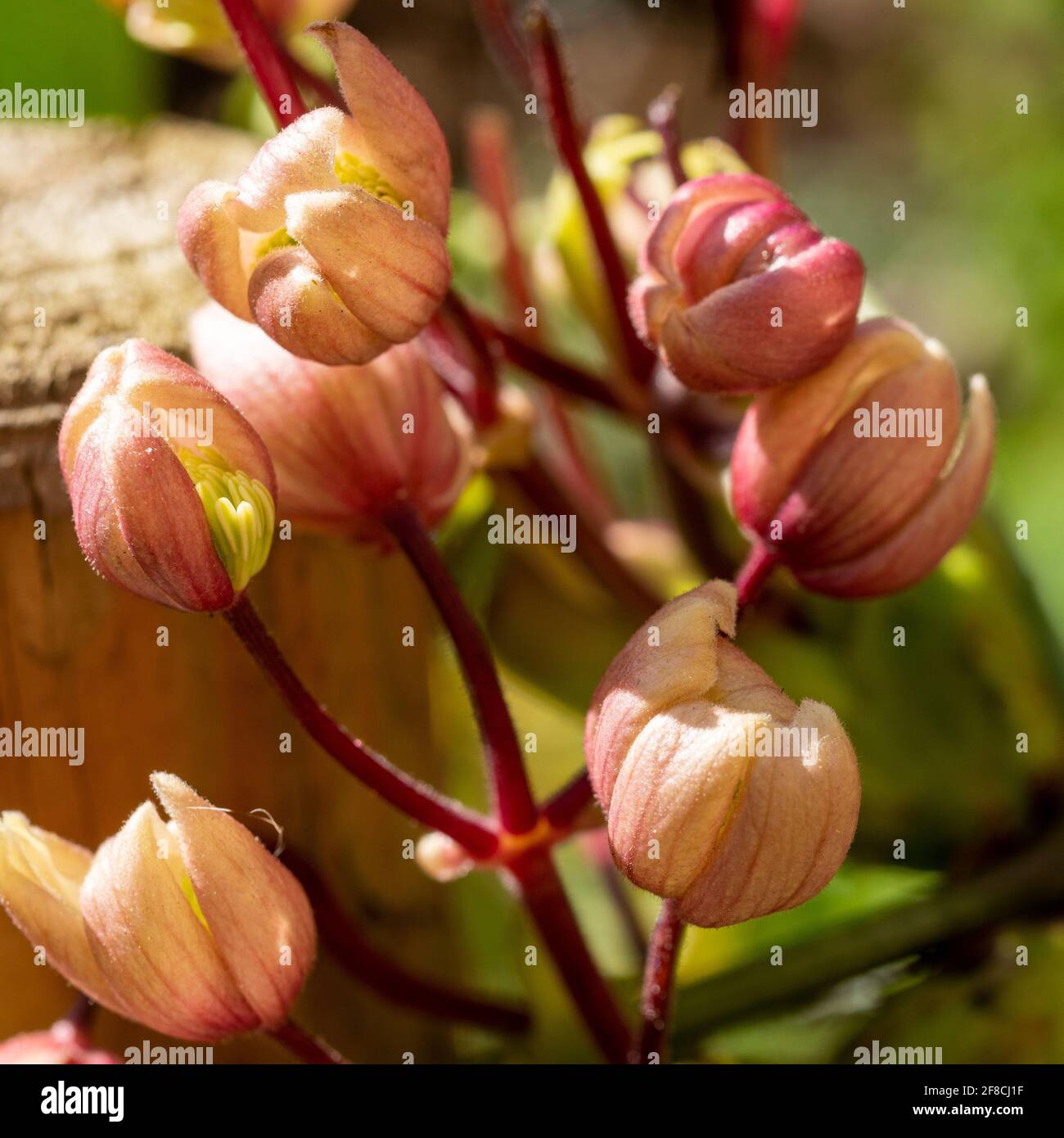 Clematis h e young hi-res stock photography and images - Alamy