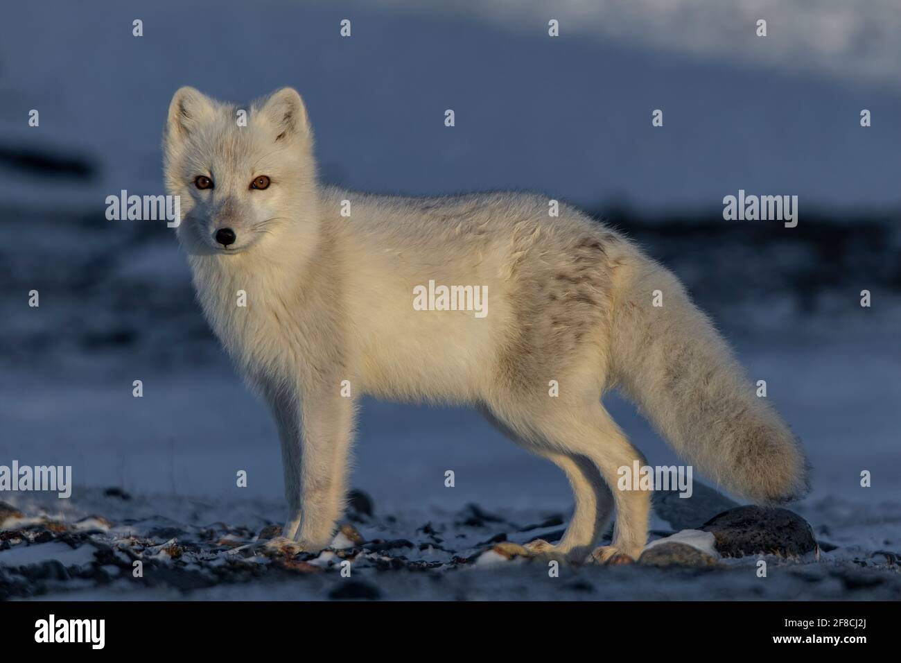 Arctic fox on the Canadian arctic tundra Stock Photo - Alamy