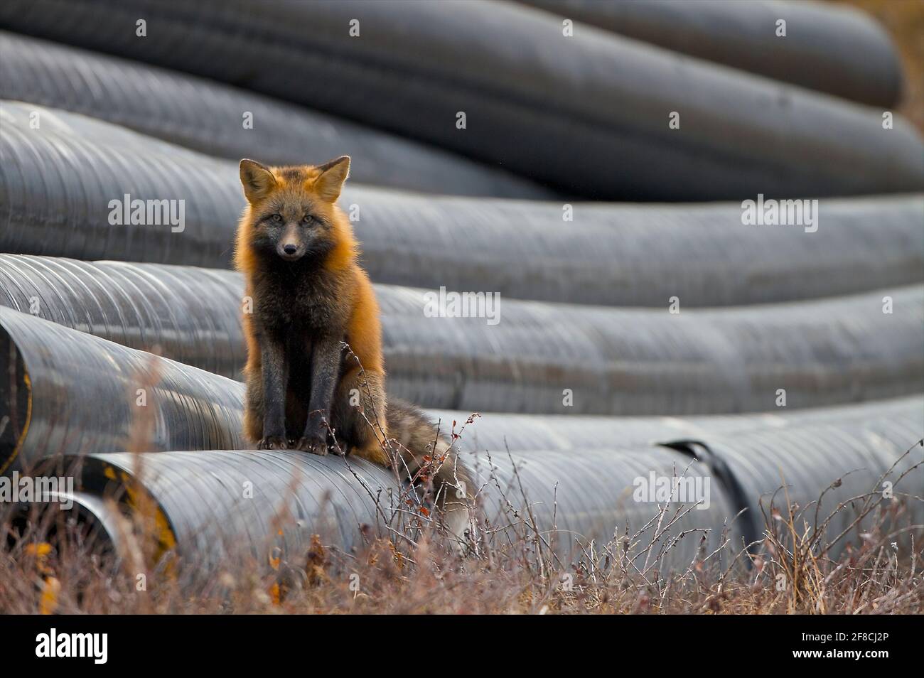 Hybrid Red Fox (Vulpes vulpes) in Churchill, Manitoba Canada Stock ...