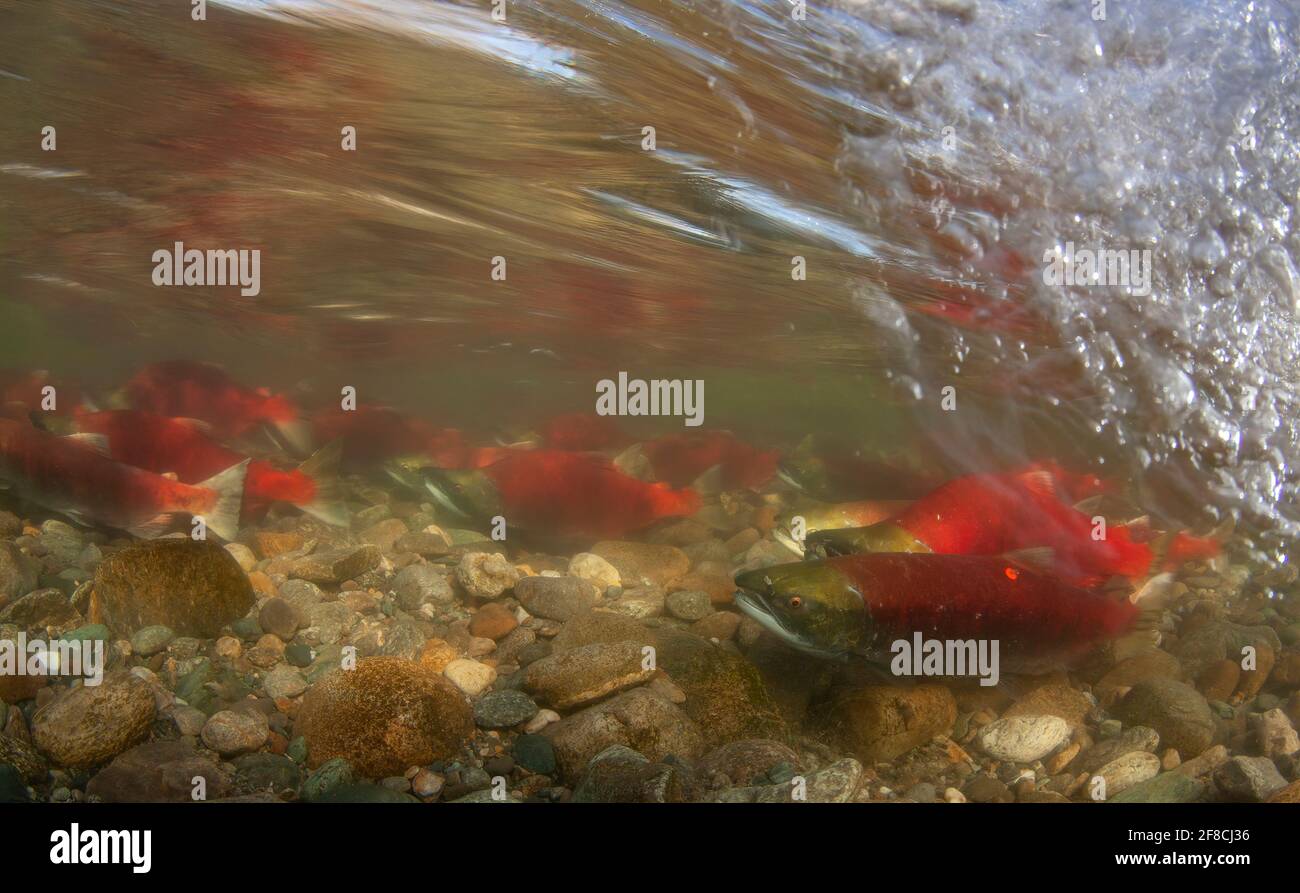 Sockeye Salmon spawn in Adam's River, British Columbia, Canada Stock ...